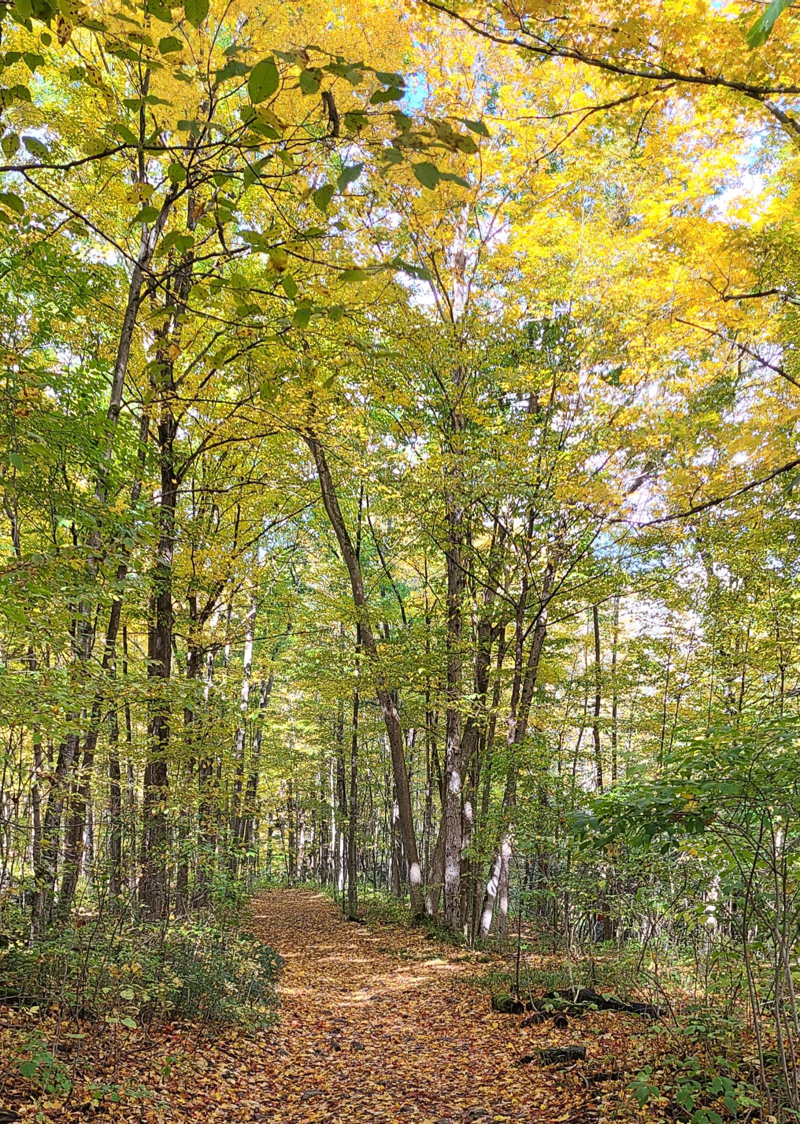 Campground Details - Chittenango Falls State Park, NY - New York State ...