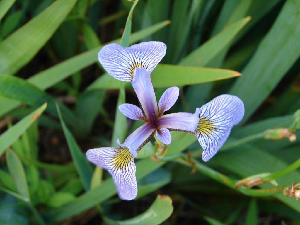 Campground Details - TAYLOR POND CAMPGROUND, NY - New York State Parks