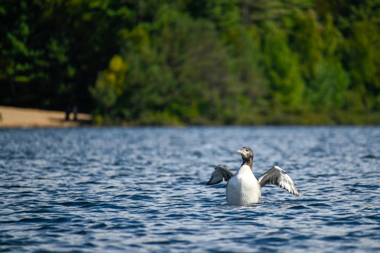 Campground Details - BUCK POND CAMPGROUND, NY - New York State Parks