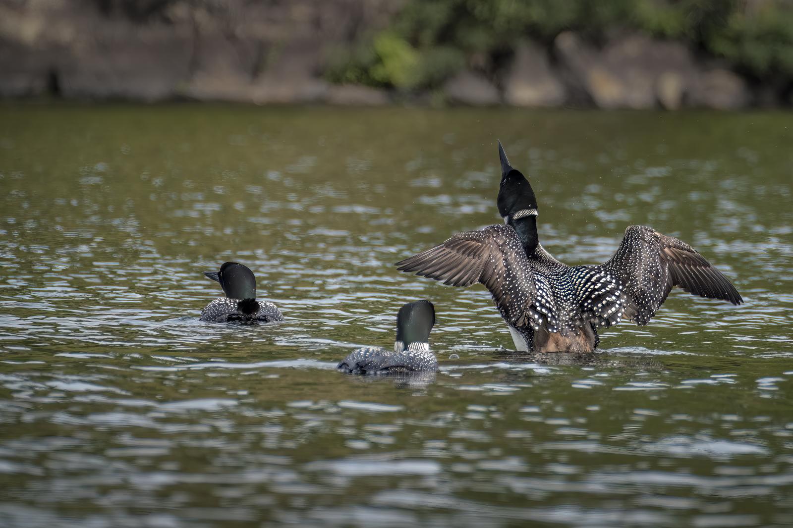 Campground Details - PARADOX LAKE CAMPGROUND, NY - New York State Parks