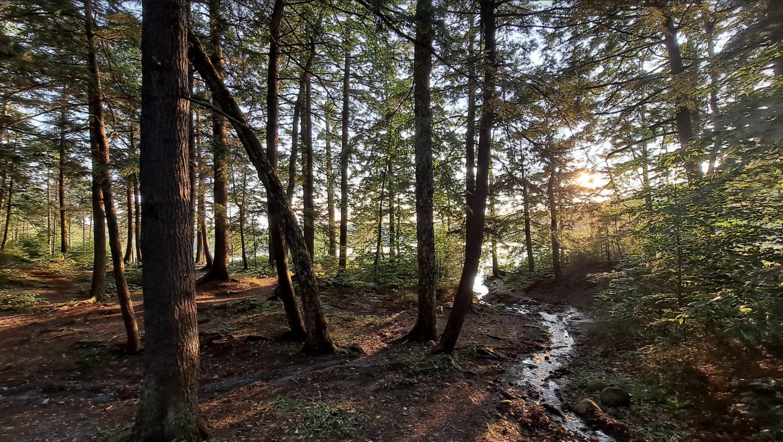Campground Details - NICKS LAKE CAMPGROUND, NY - New York State Parks